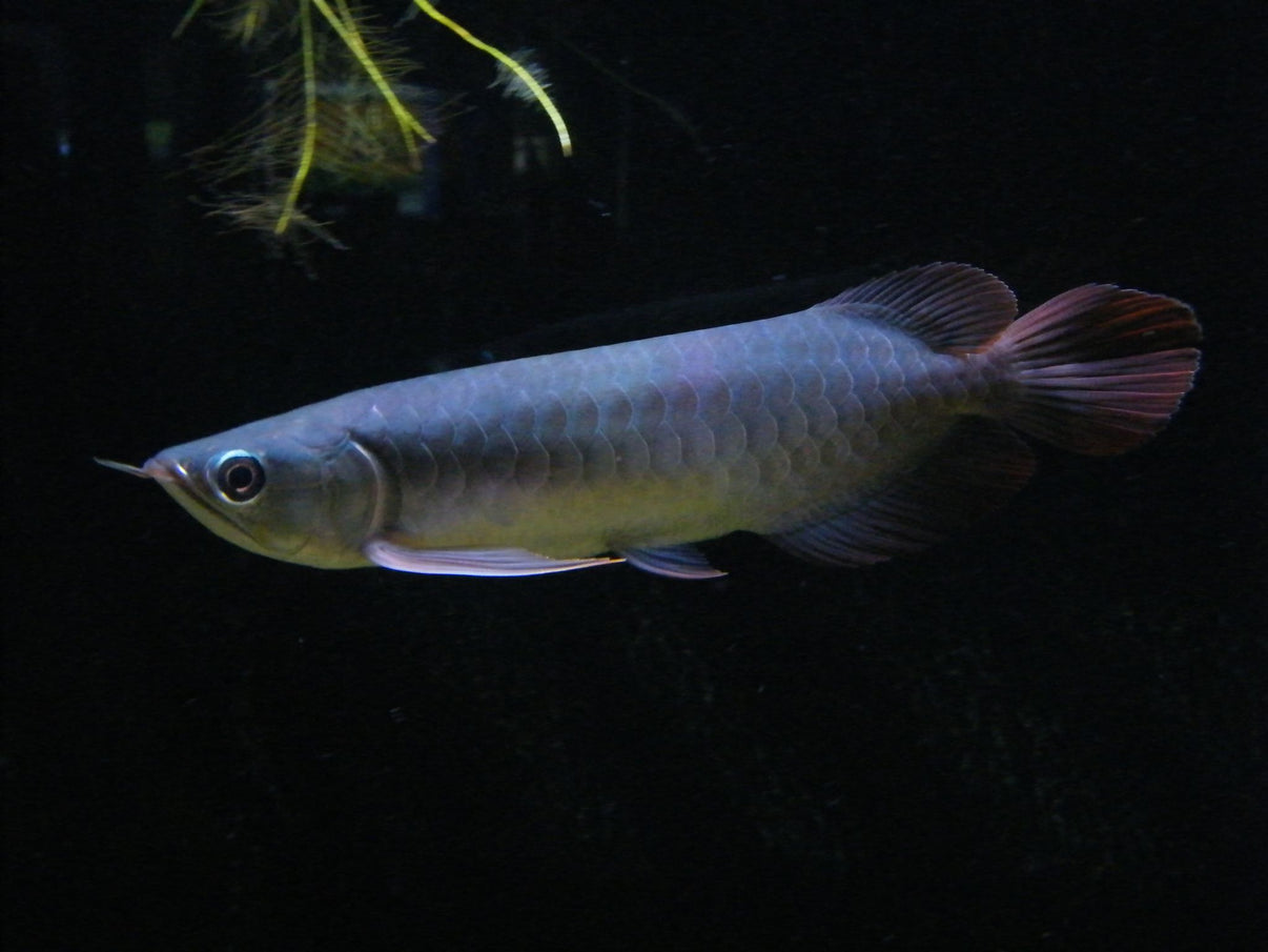 Arowana Bleu & Rouge Chilli (Scleropages Formosus) – Poseidon