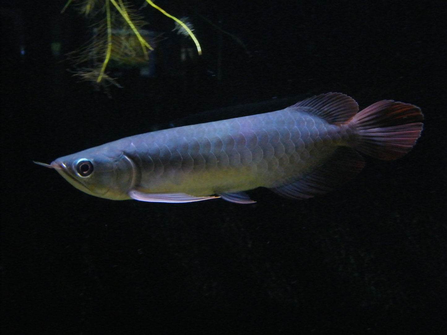 Arowana Bleu & Rouge Chilli (Scleropages Formosus) – Poseidon