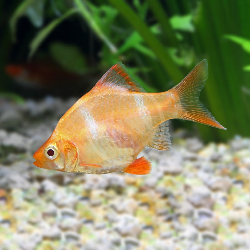 Barbu De Sumatra Albino Tigré (Puntigrus Tetrazona) – Poseidon