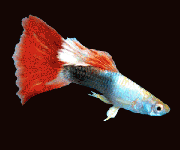 Guppy Diamant Rouge (Poecilia Reticulata) – Poseidon