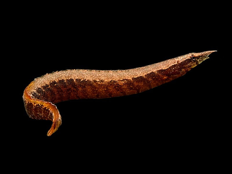 Macrognathus Circumcinctus (Half Banded Eel) – Poseidon