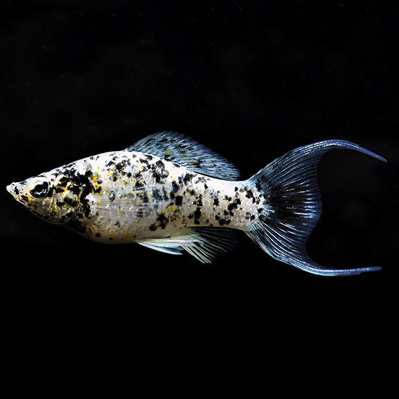 Molly Calico (Poecilia Latipinna) – Poseidon