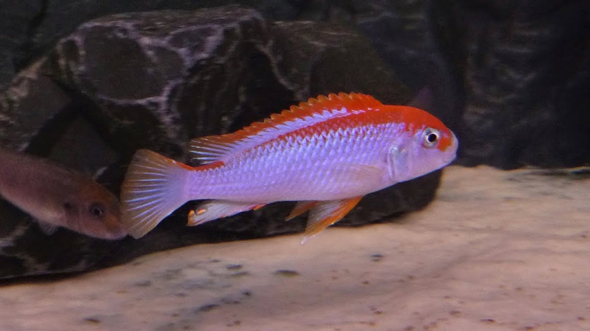 Pseudotropheus Perspicax (Ndumbi) – Poseidon