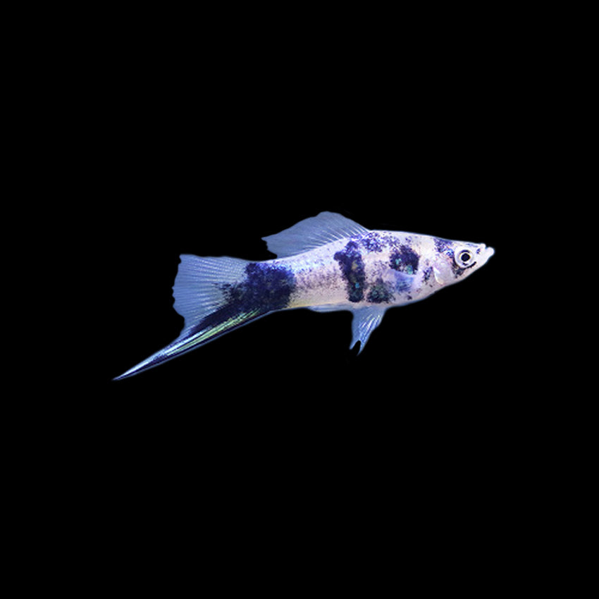 Queue d'Épée Tigré (Xiphophorus Hellerii) – Poseidon