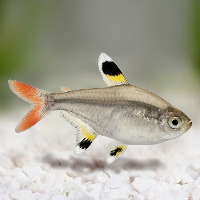 Tétra Pristella (Pristella maxillaris) – Poseidon