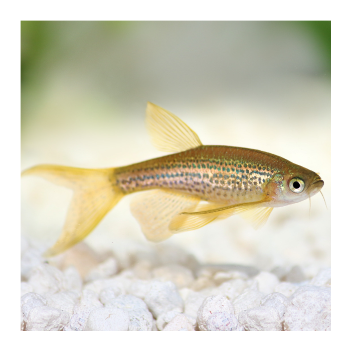 Danio Léopard (Danio rerio) – Poseidon