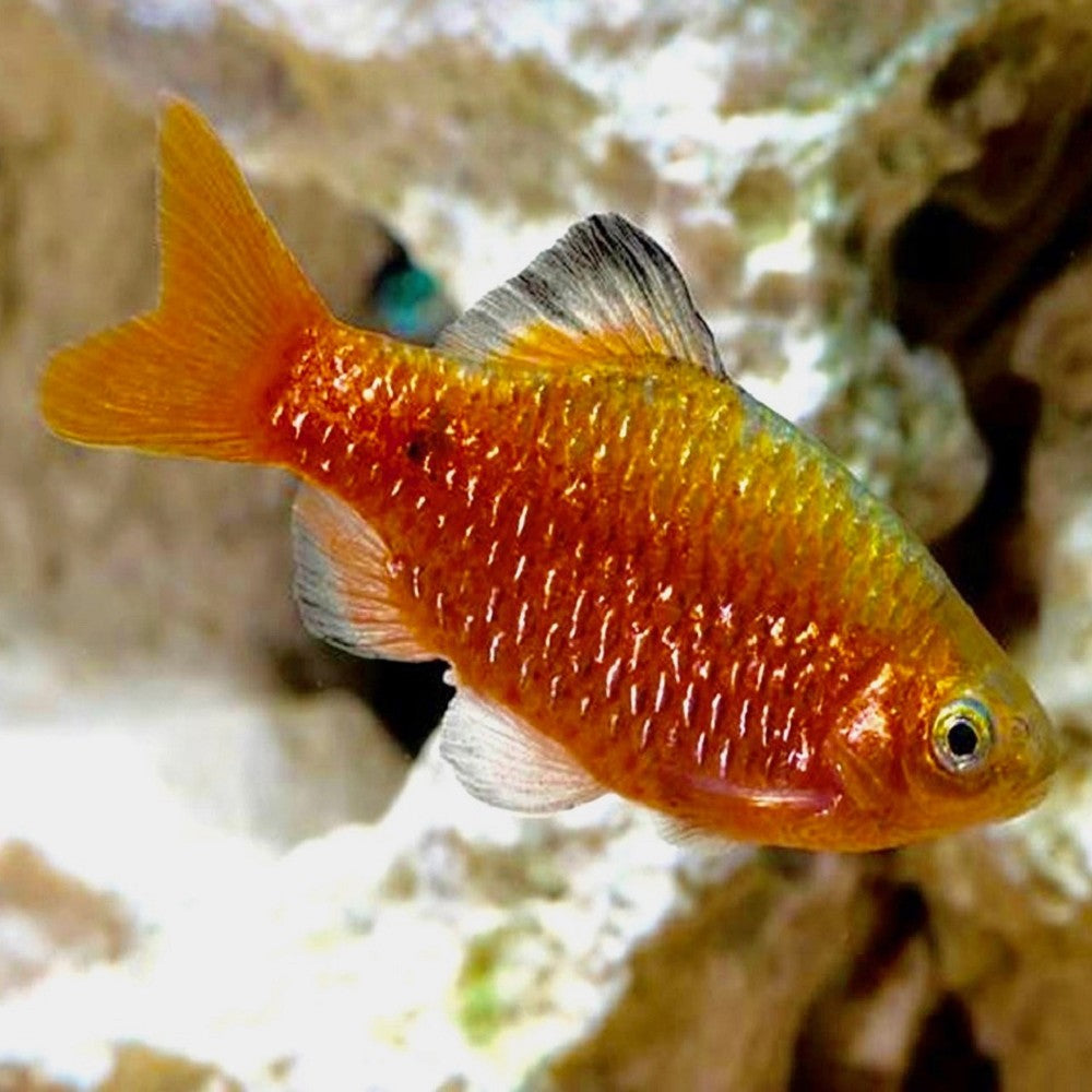 Barbu Rosé (Pethia Conchonius) – Poseidon