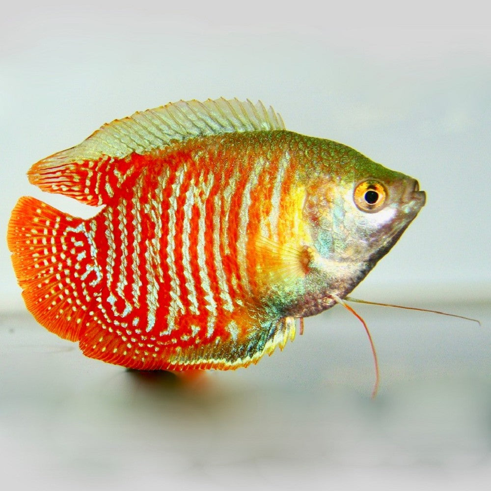 Gourami Nain Arc-en-Ciel (Trichogaster Lalius) – Poseidon