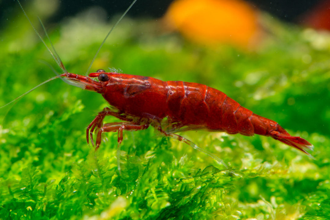 Crevette Rouge Feu (Neocaridina Davidi) – Poseidon